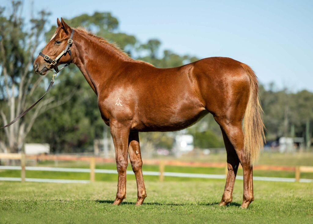 Written By X Msongari Filly - Capri Racing & Syndications