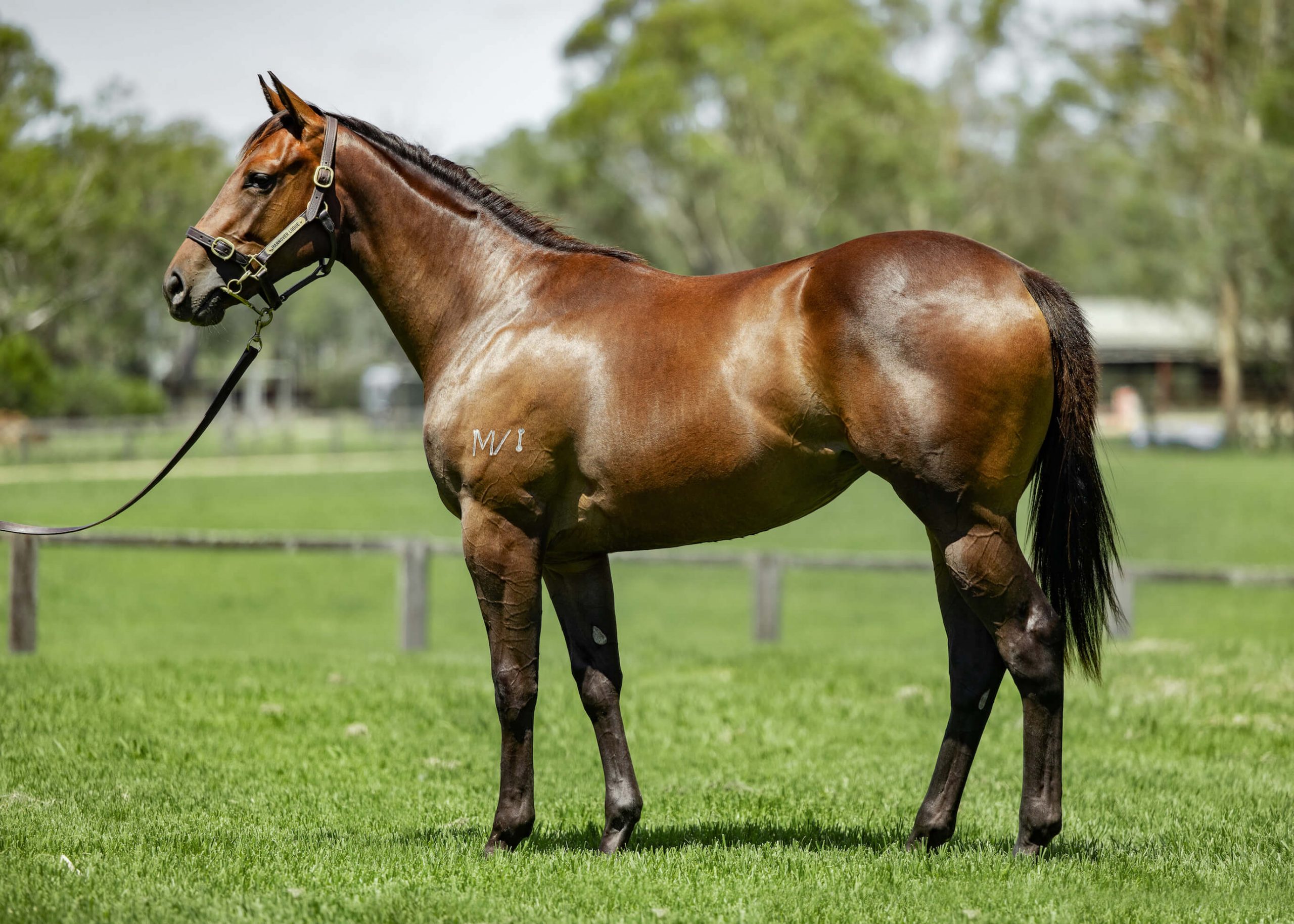 Tassort x My Gold Gamble Filly - Capri Racing & Syndications